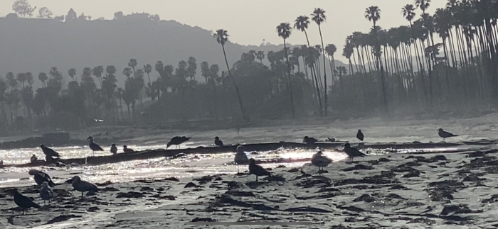 Dredging underway to clear the Santa Barbara Harbor entrance under ...