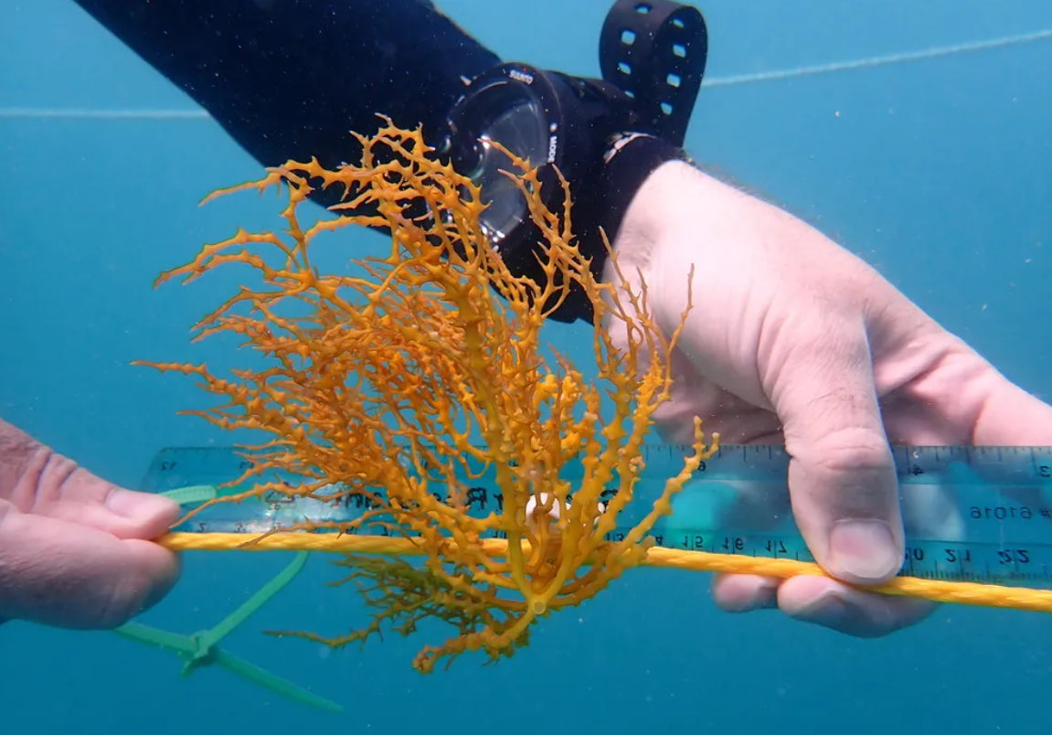 First offshore seaweed farm established in US tropical waters ...