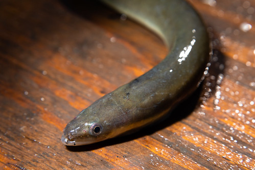 Record-breaking Half Million American Eels Navigate Eel Ramp at ...