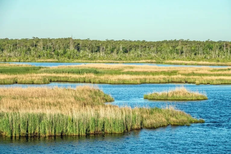 USDA to Invest $5 Million in the Wetland Mitigation Banking Program ...