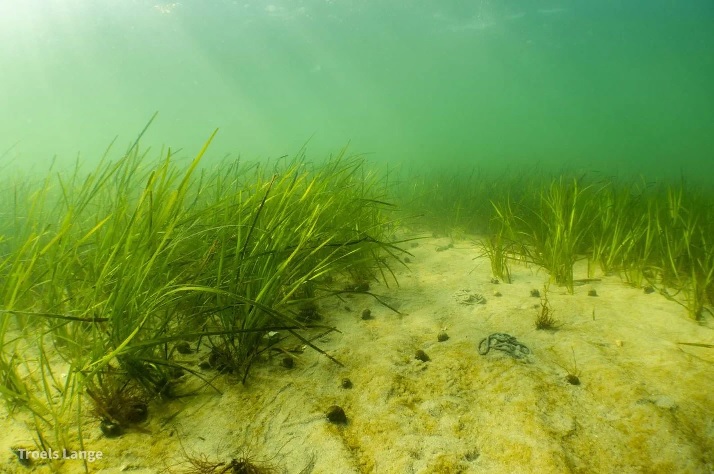 Ørsted backs nature restoration in Danish coastal zones for the benefit ...