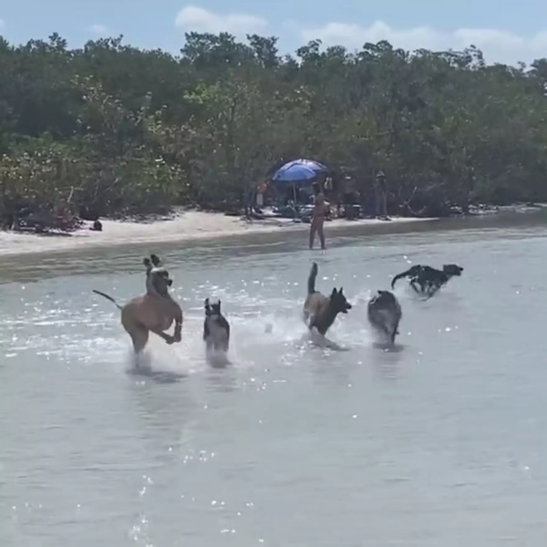 Phased opening of beach parks begins in March for Lee County ...