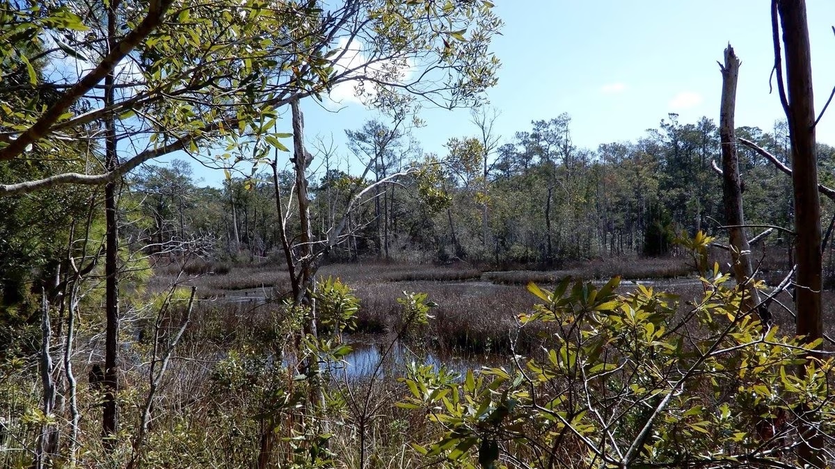 Wetland habitat restoration project in Carolina Beach State Park to ...