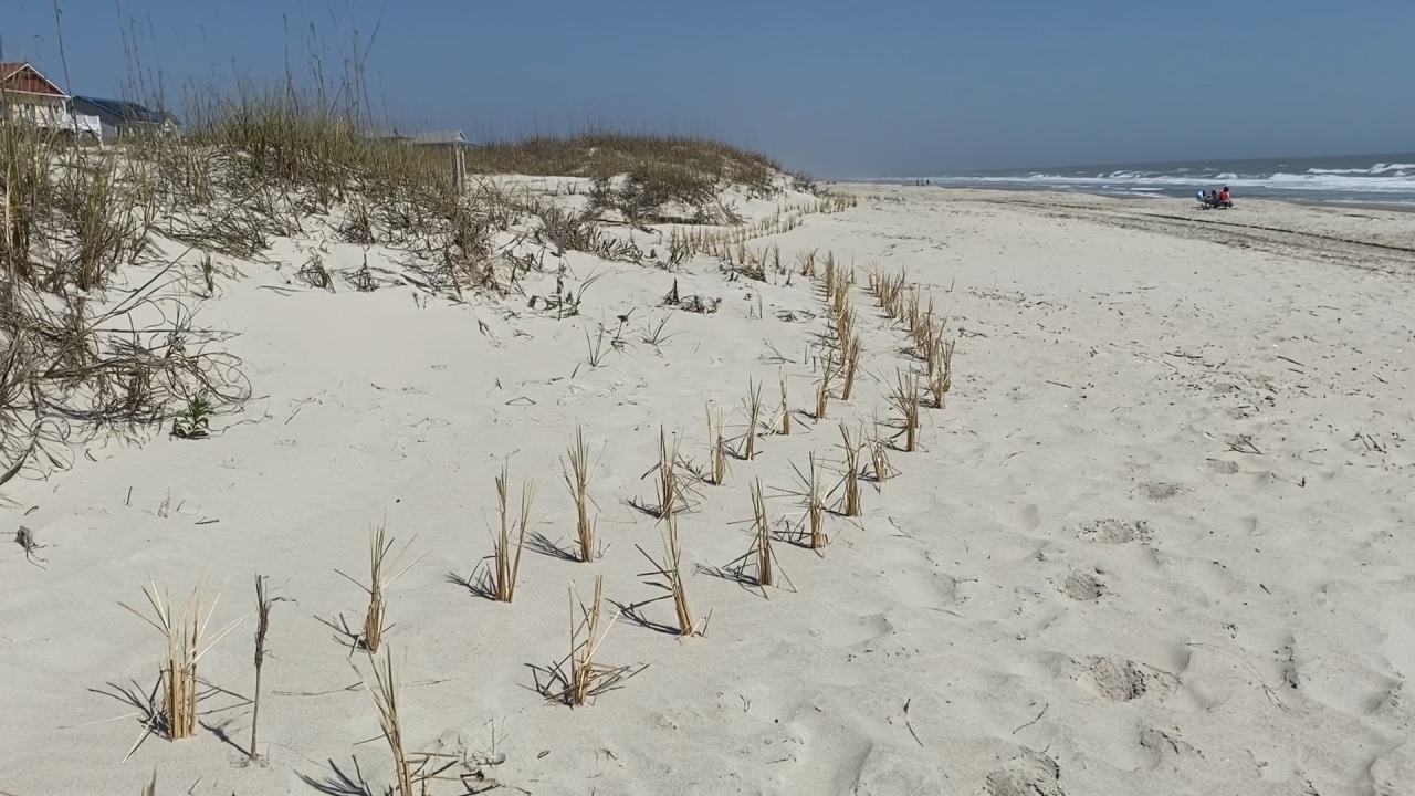 Ocean Isle Beach plans to use square hay bales for dune restoration ...