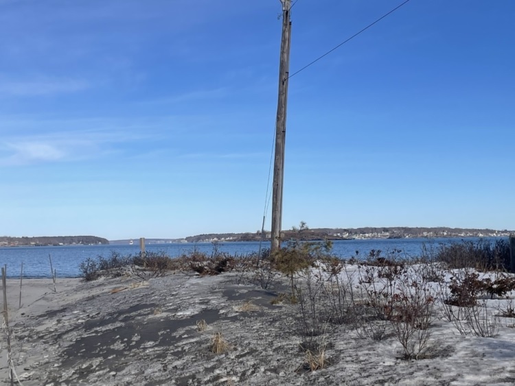Willard Beach dune restoration project will put old Christmas trees to ...