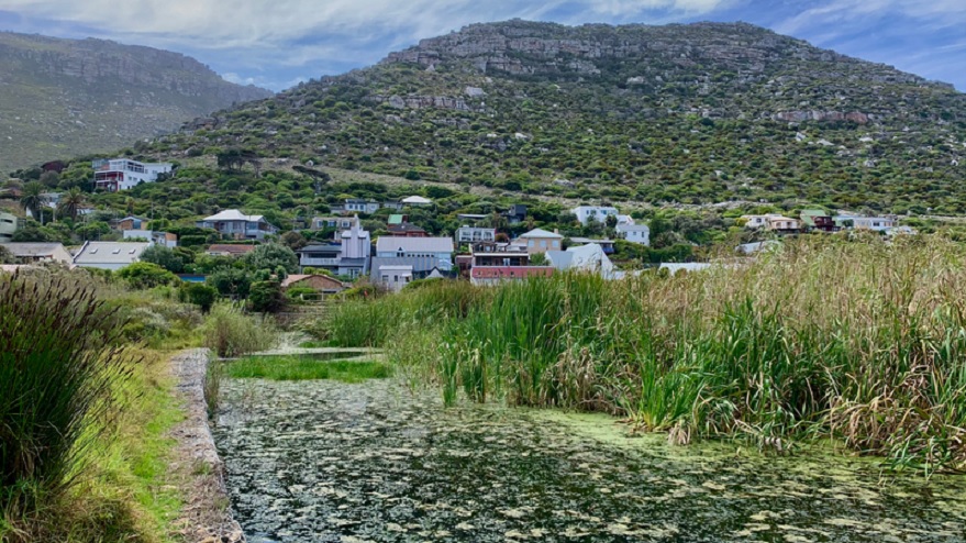 Lower Silvermine Wetlands, with rampant reed growth, to be dredged ...
