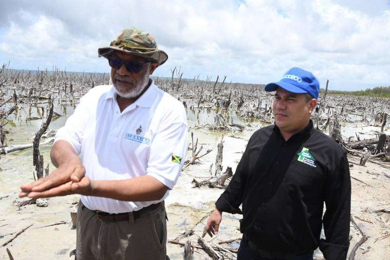 Mangrove Restoration project is most commendable - DredgeWire : DredgeWire