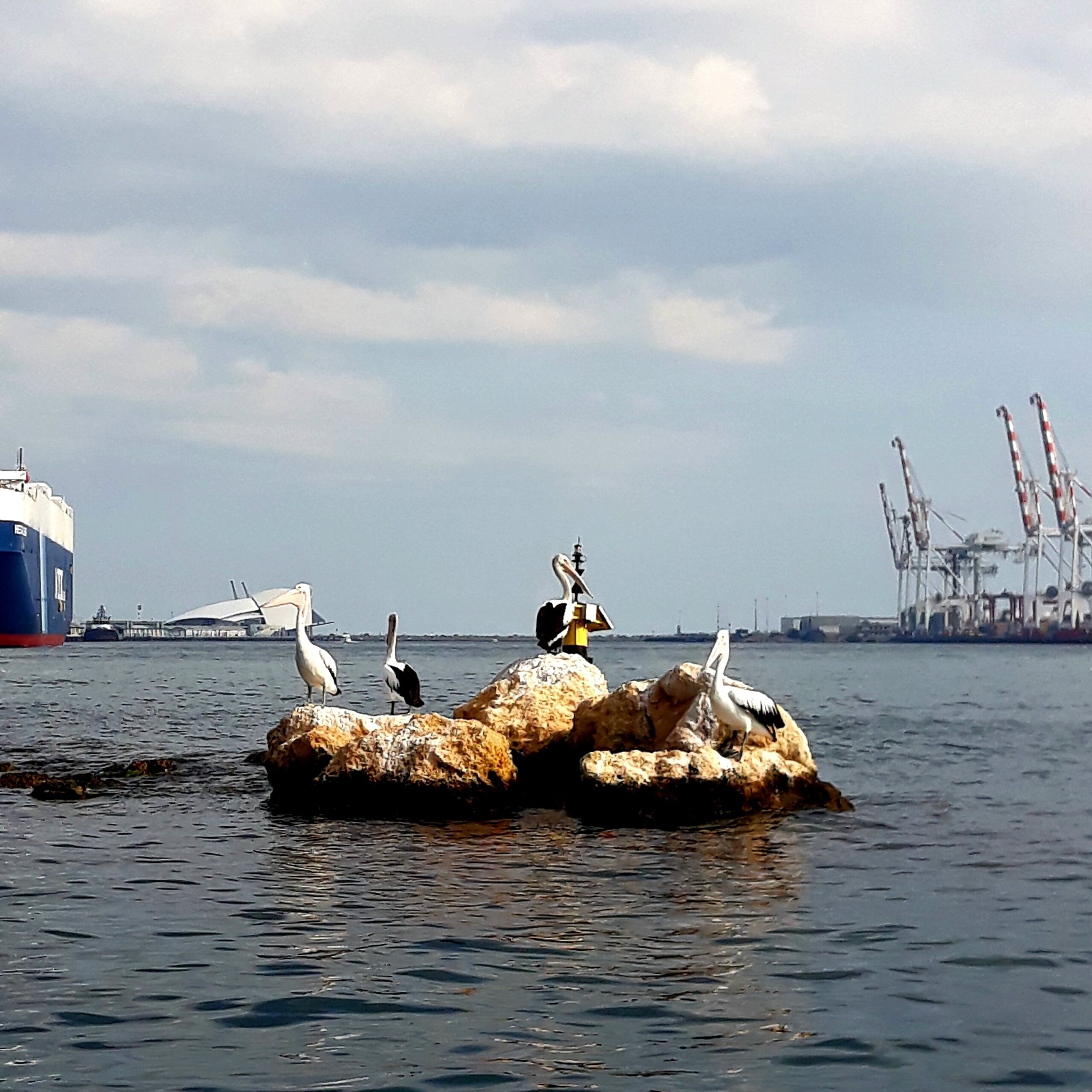 Fremantle Ports kicks off maintenance dredging of the Inner Harbour ...