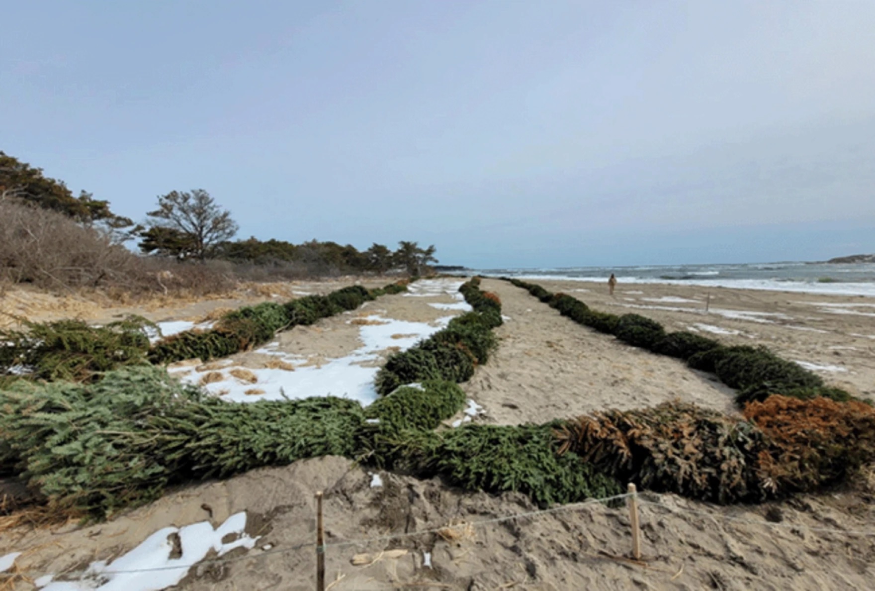 Reid State Park plans sand dune restoration with used Christmas trees ...