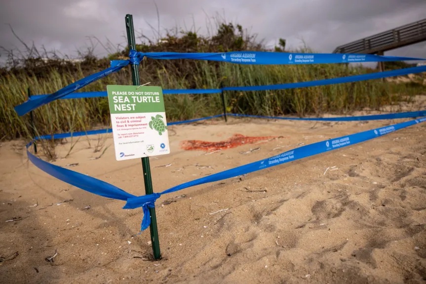 Loggerhead sea turtle nest delays Virginia Beach sand replenishment ...