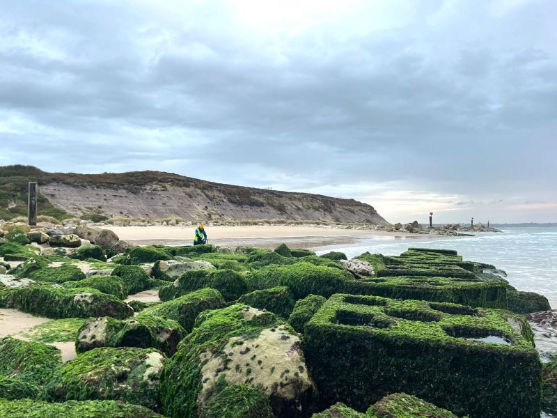 Boskalis: A new home for starfish, mussels and rare birds - DredgeWire ...