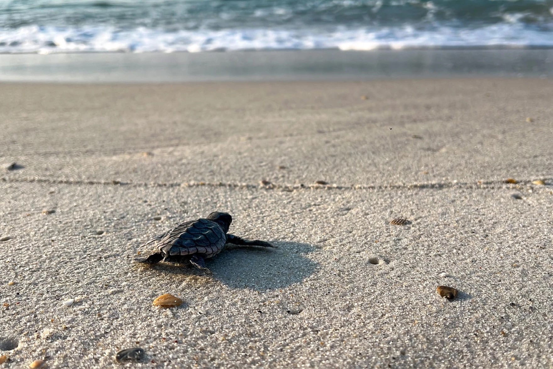 Who gets to use Perdido Key's beaches? Escambia County starts the ...